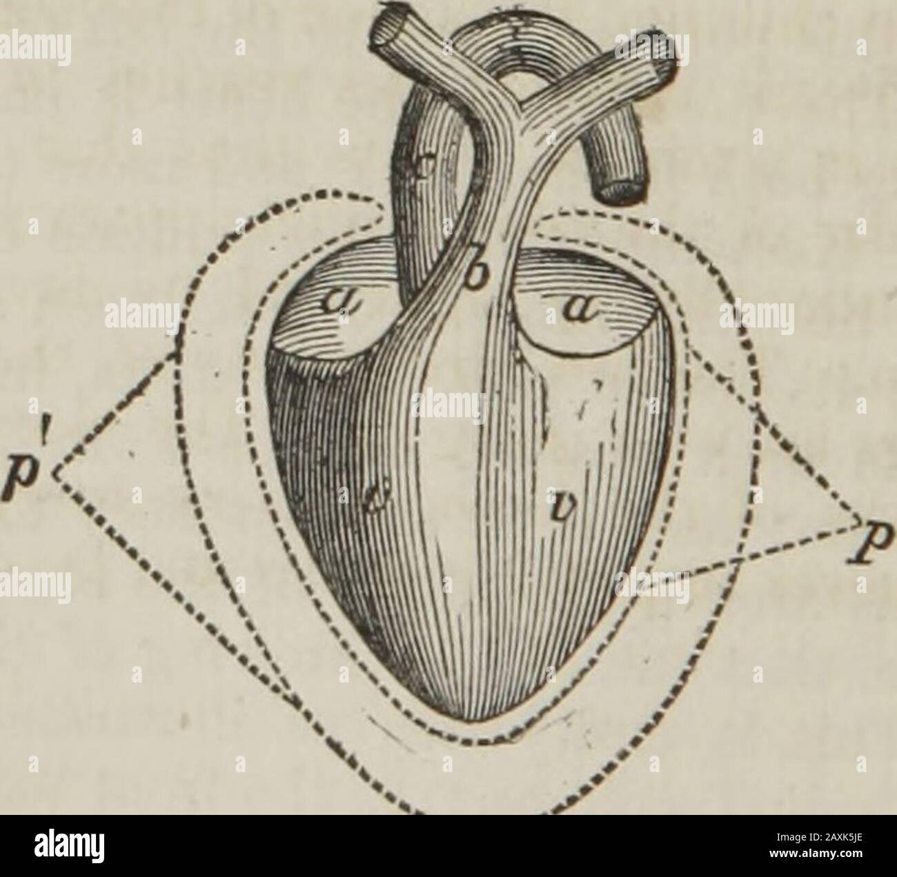 Dissected heart hi-res stock photography and images - Alamy