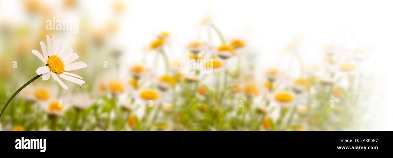 Daisy field on white background, panoramic spring web banner Stock ...