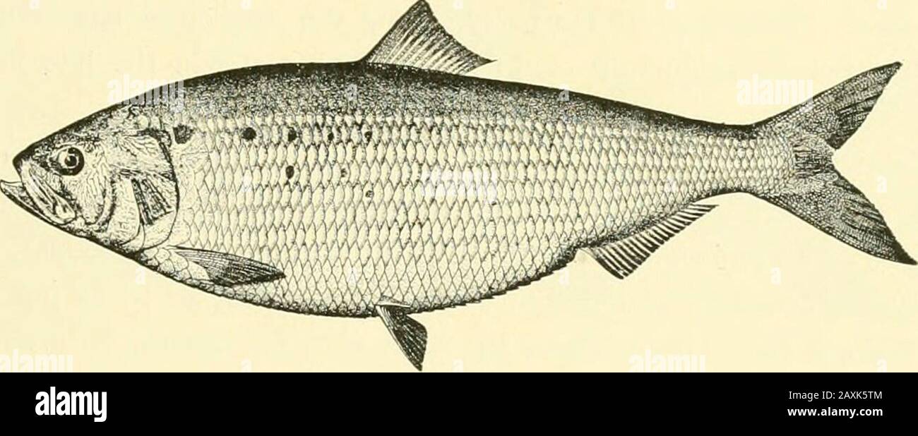 Fish rearing station hi-res stock photography and images - Alamy