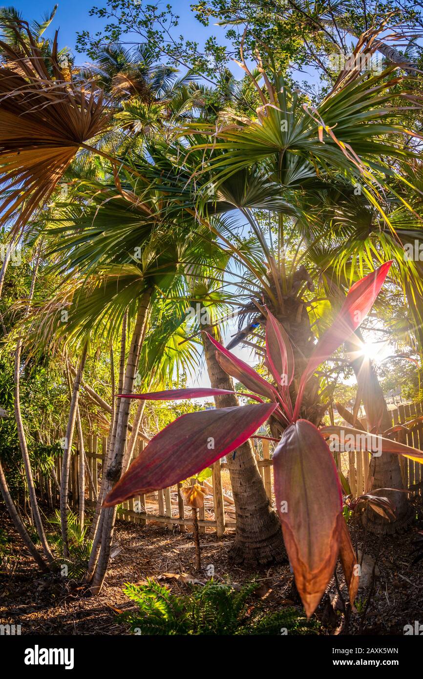 Jungle plants isolated hi-res stock photography and images - Alamy