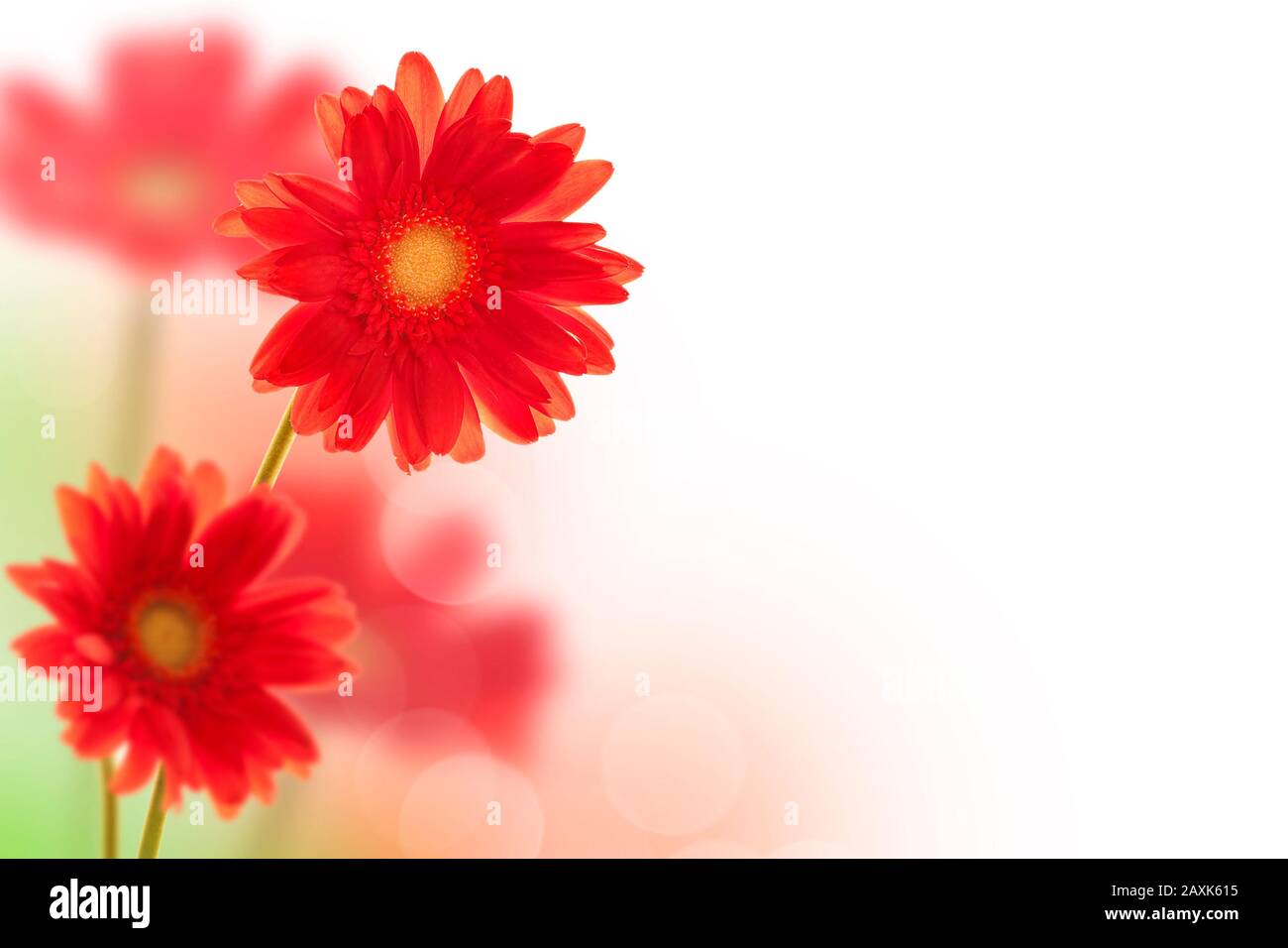Red gerbera flowers on white background with copy space Stock Photo - Alamy