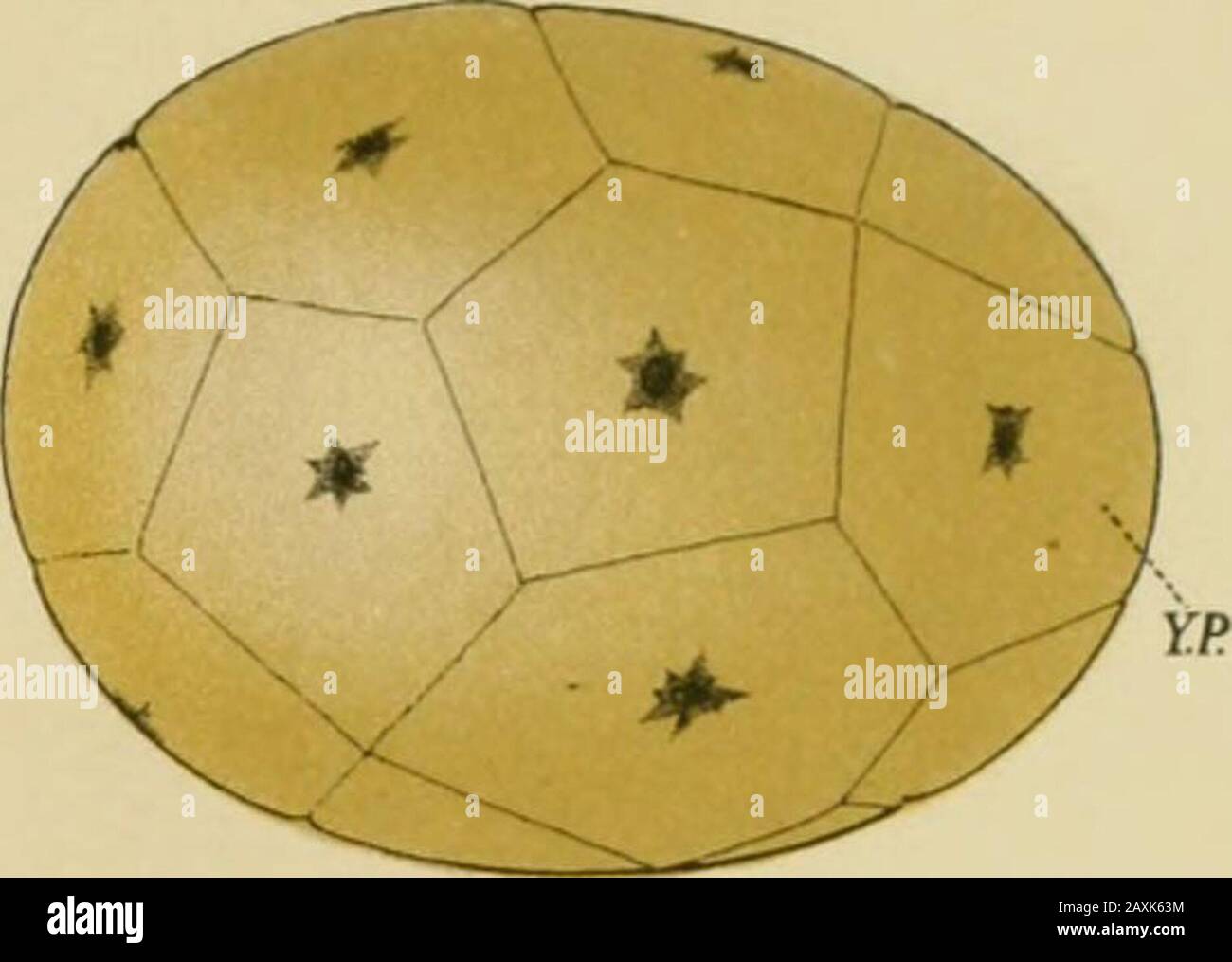The embryology and metamorphosis of the Macroura . Figll. B.C Stock ...