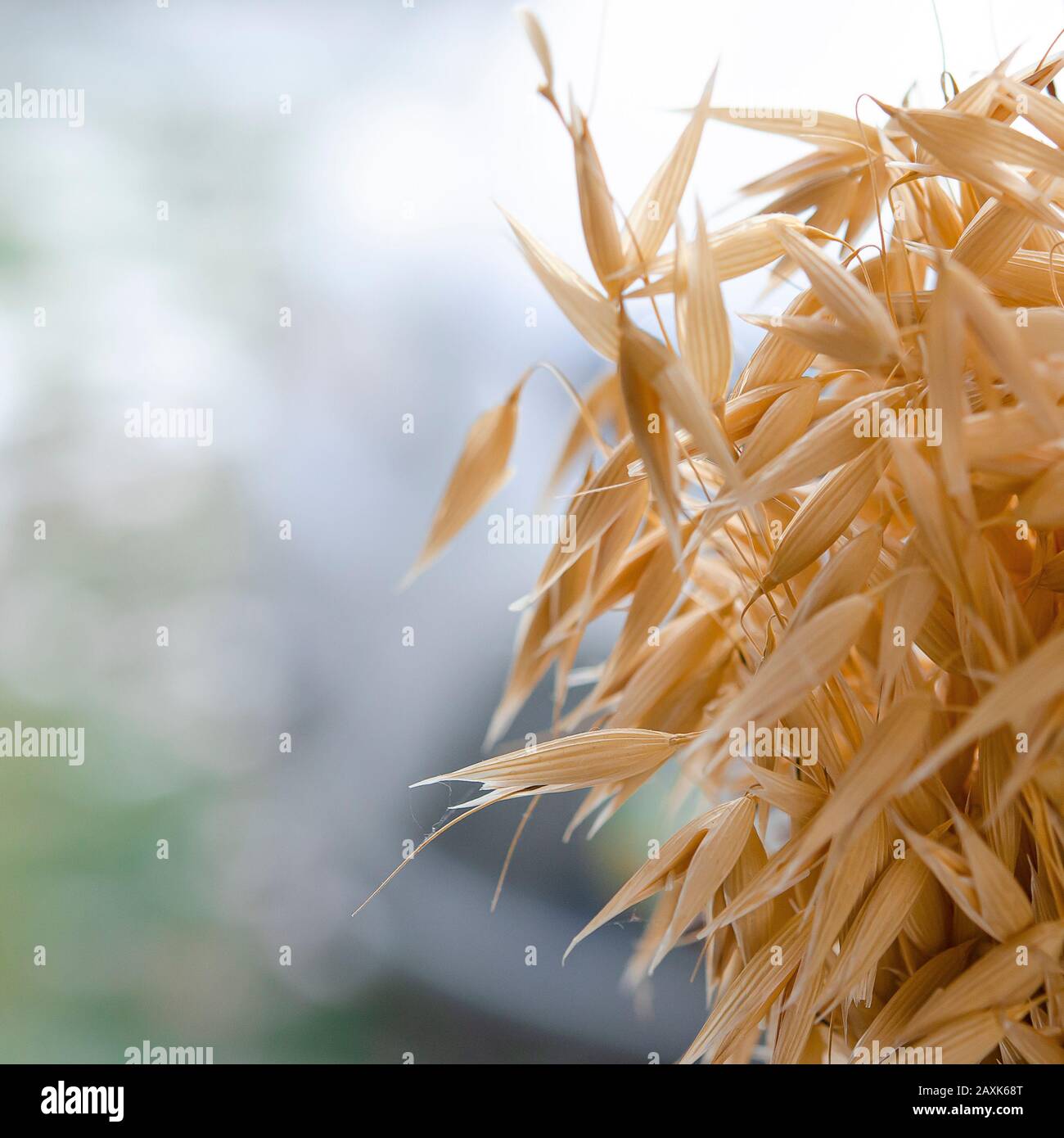 Yellow ripe ears of oats stand in a bouquet against the backdrop of a ...
