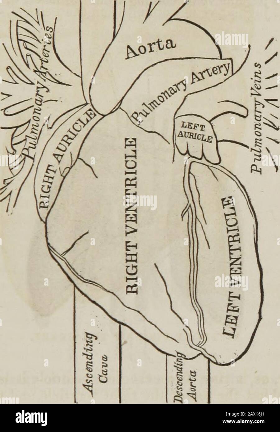 Human physiology : designed for colleges and the higher classes in ...