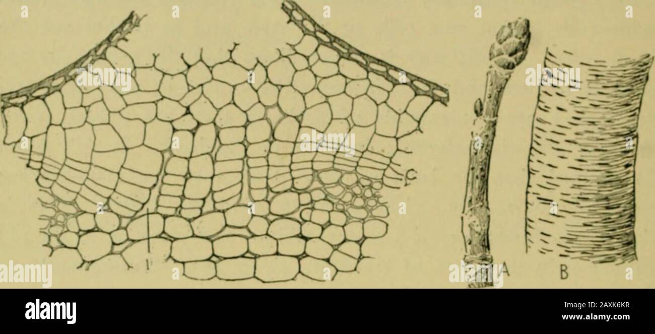 Earlydevelopment hi-res stock photography and images - Alamy