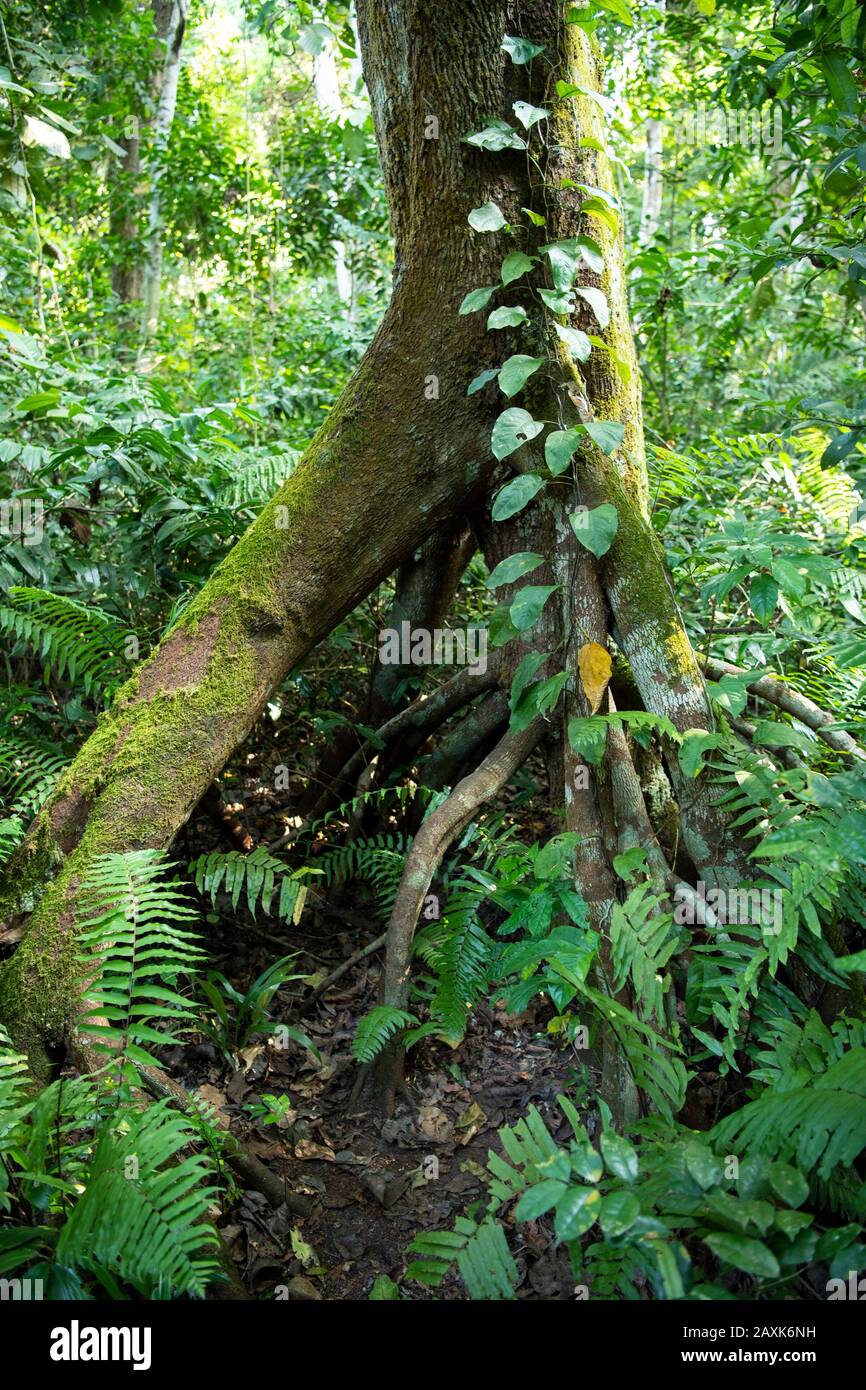 Tree roots, Ngezi Forest Reserve, Pemba Island, Zanzibar Archipelago ...