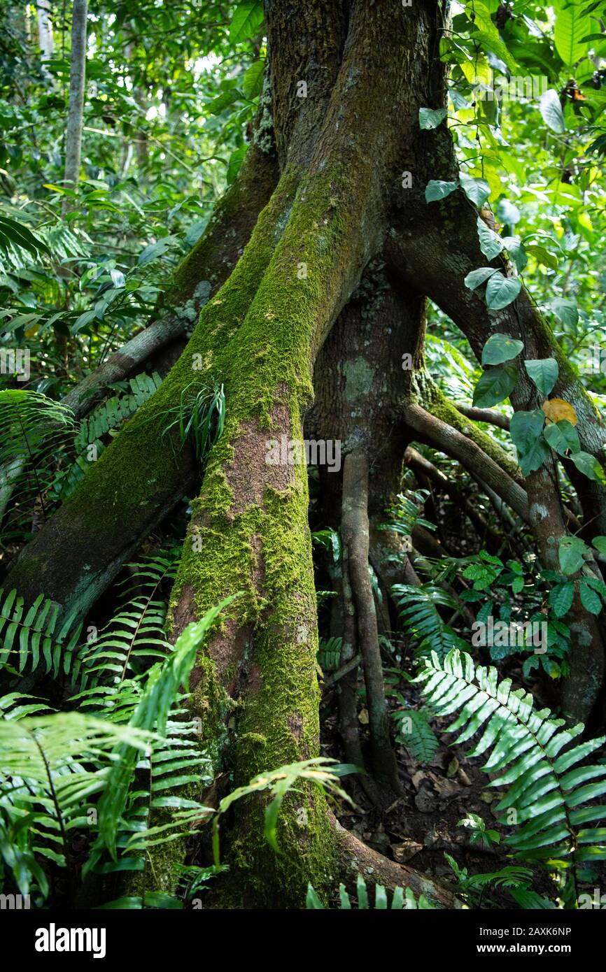 Tree roots, Ngezi Forest Reserve, Pemba Island, Zanzibar Archipelago ...