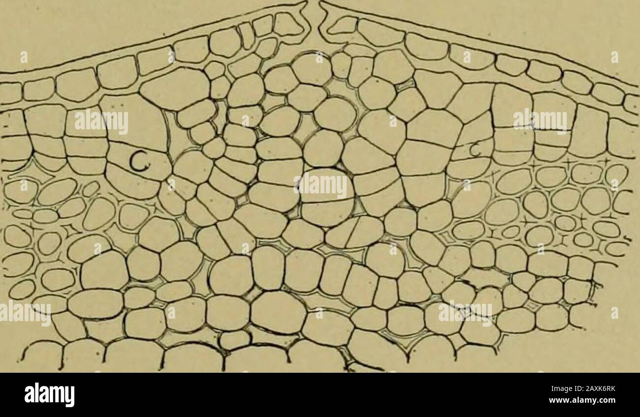 Cork Cell Under Microscope