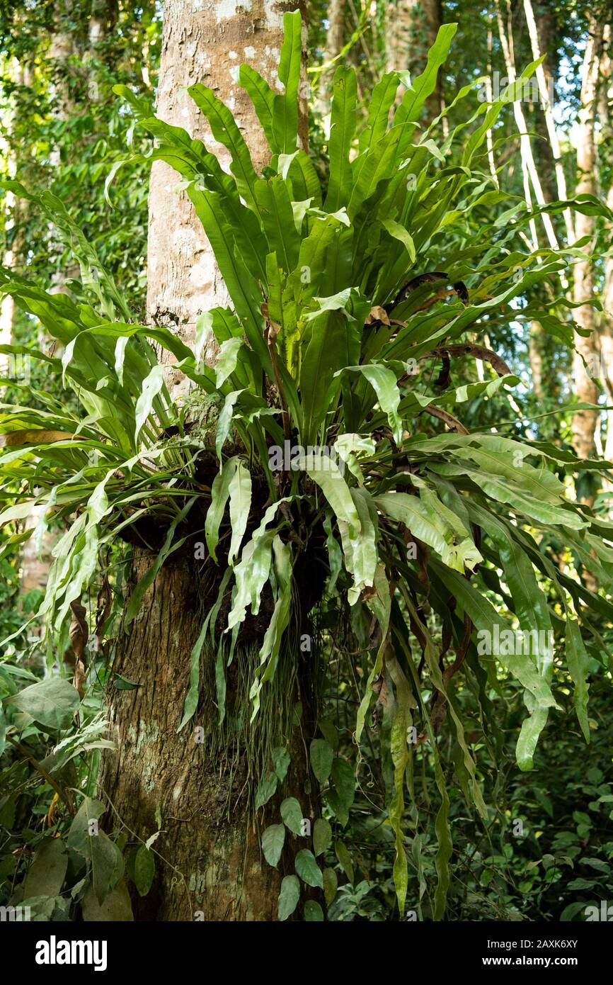 Bird's-nest fern, Ngezi Forest Reserve, Pemba Island, Zanzibar ...