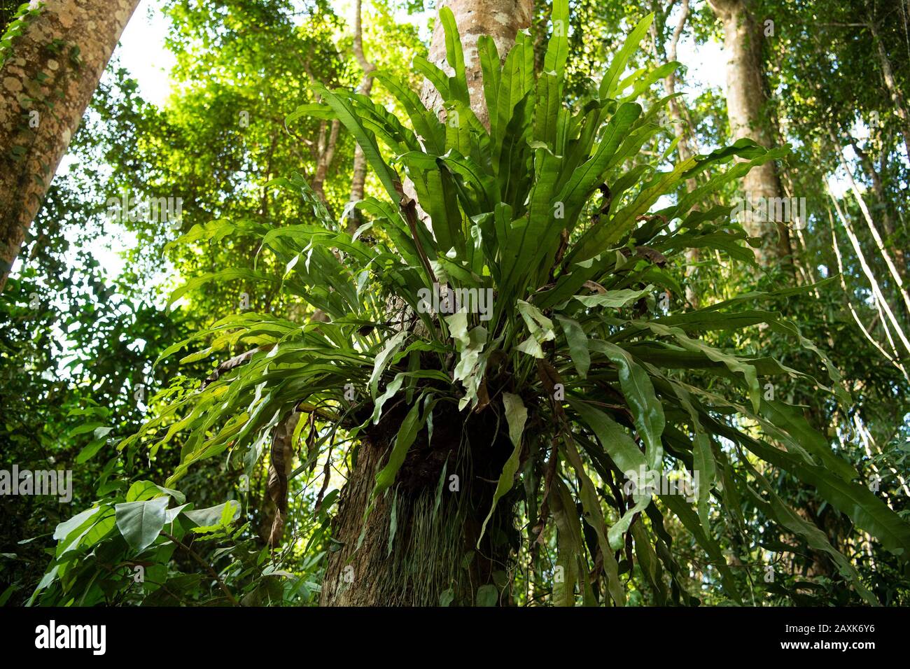 Bird's-nest fern, Ngezi Forest Reserve, Pemba Island, Zanzibar ...