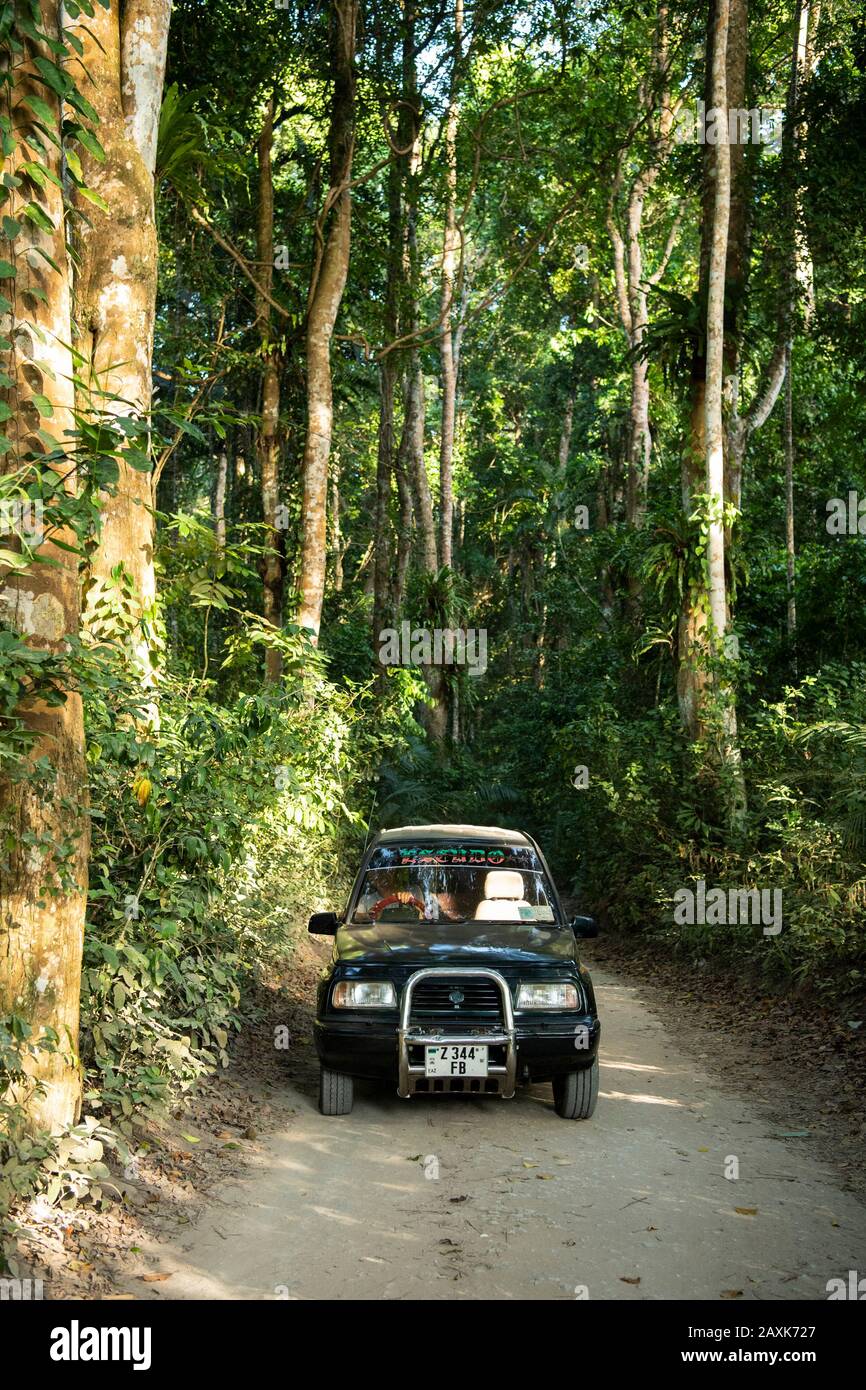 Tourist vehicle in Ngezi Forest Reserve, Pemba Island, Zanzibar ...
