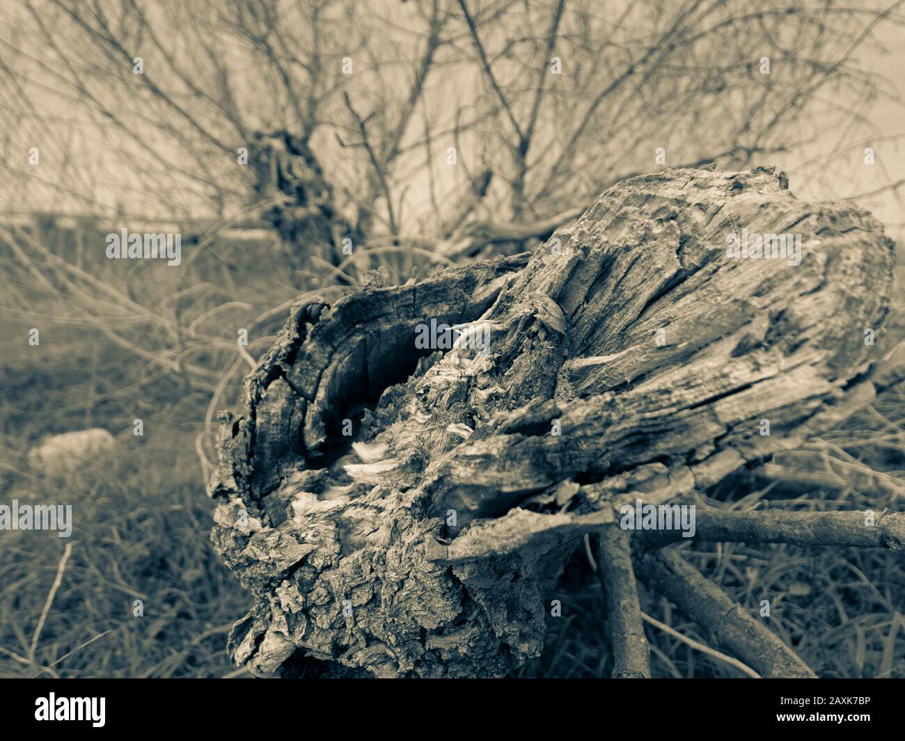 Old fallen tree, detail of broken trunk with a short deep of field ...
