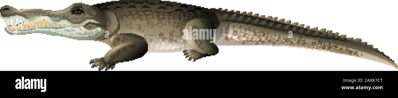 One gray crocodile on white background illustration Stock Vector Image ...