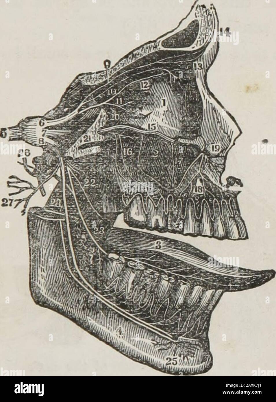 Acute sense of taste hi-res stock photography and images - Alamy