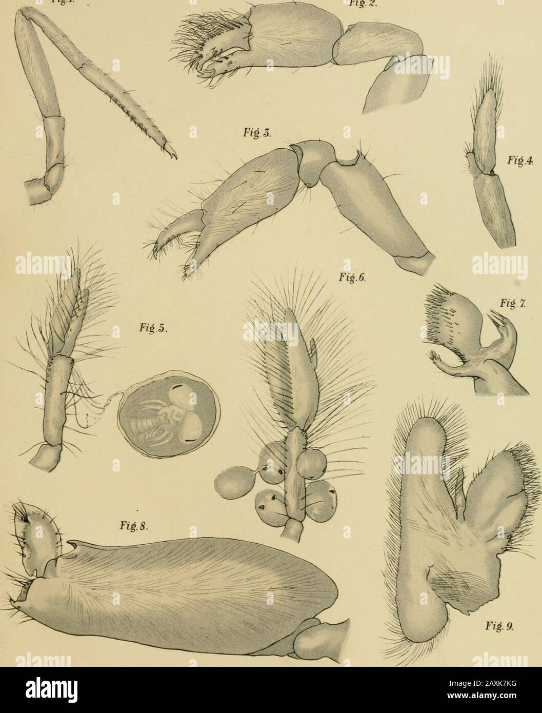 The embryology and metamorphosis of the Macroura . ig. 2. x33.Fig. 4 ...