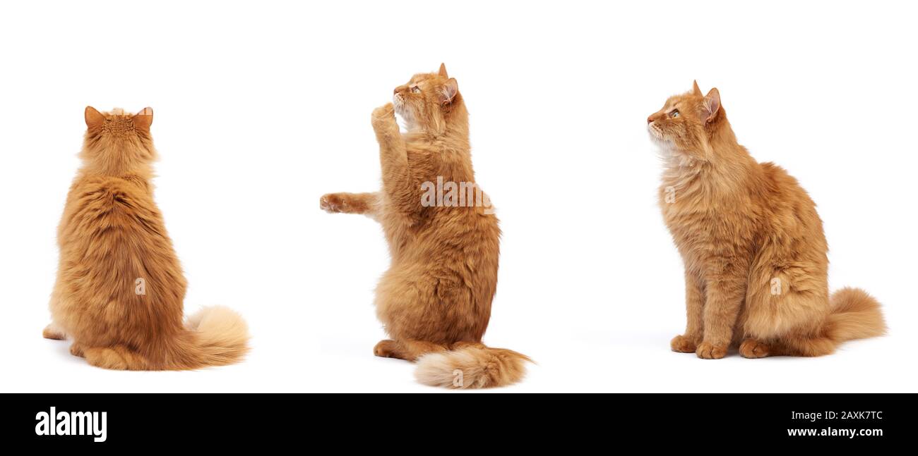 adult fluffy red cat sits on its hind legs, front paws pulls up, animal ...