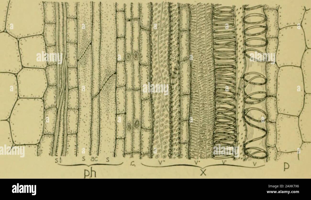Phloem Fibers