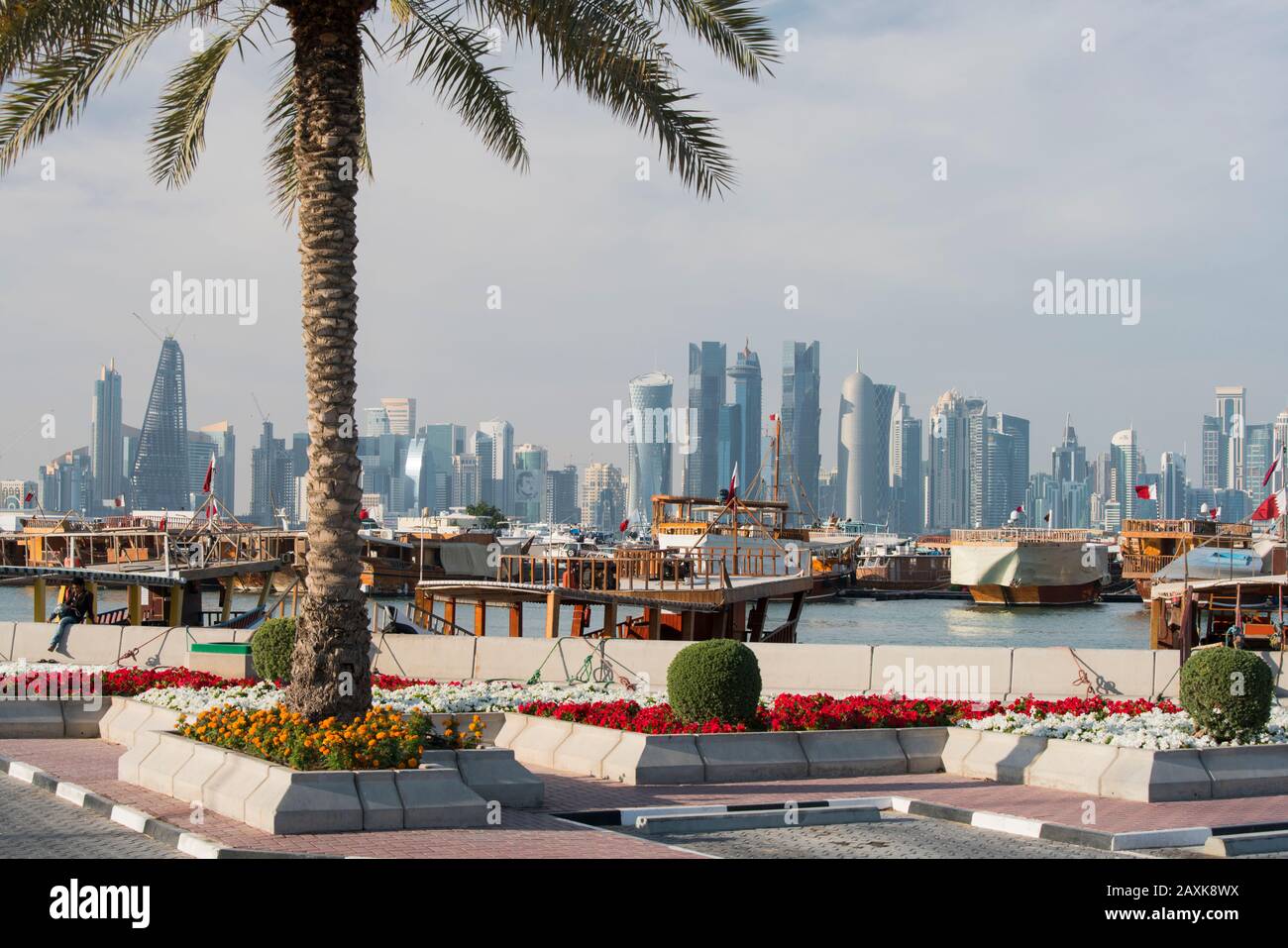 Palm on the corniche promenade, West Bay, Doha, Qatar Stock Photo - Alamy