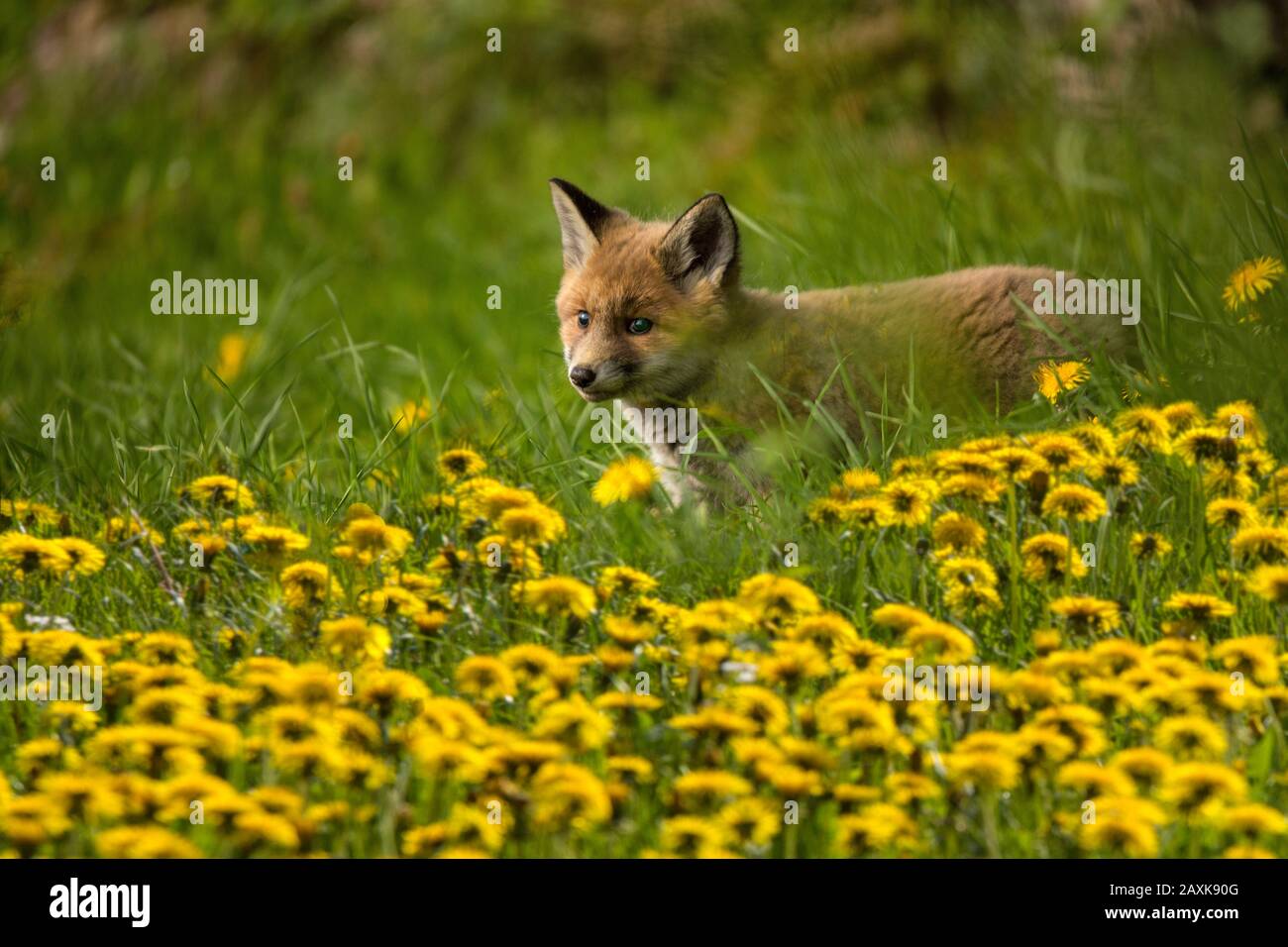 Junger fuchs hi-res stock photography and images - Alamy