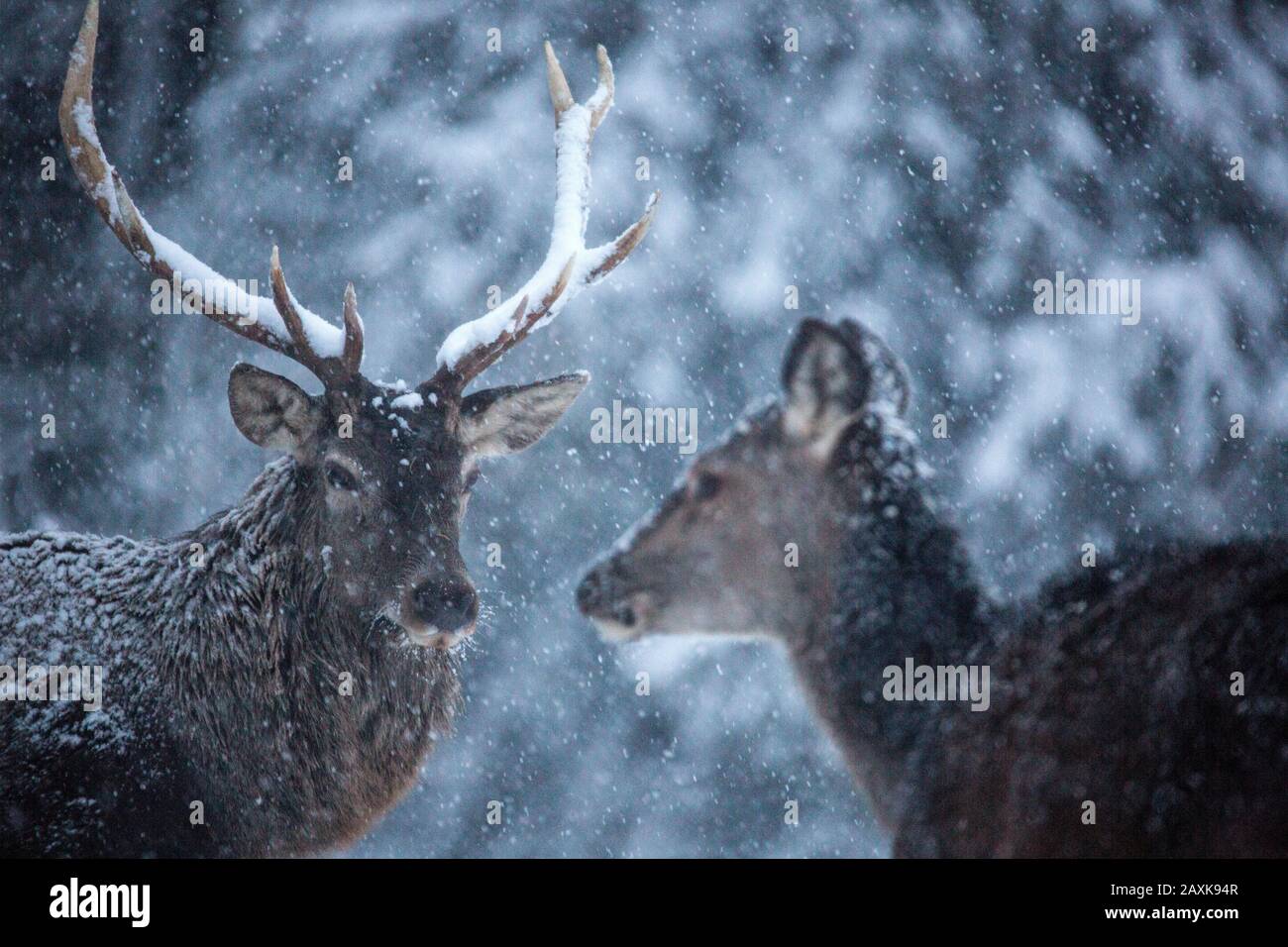 Rotwild im Winter Stock Photo - Alamy