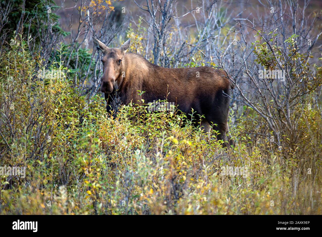 Elch im Denali Nationalpark Stock Photo - Alamy
