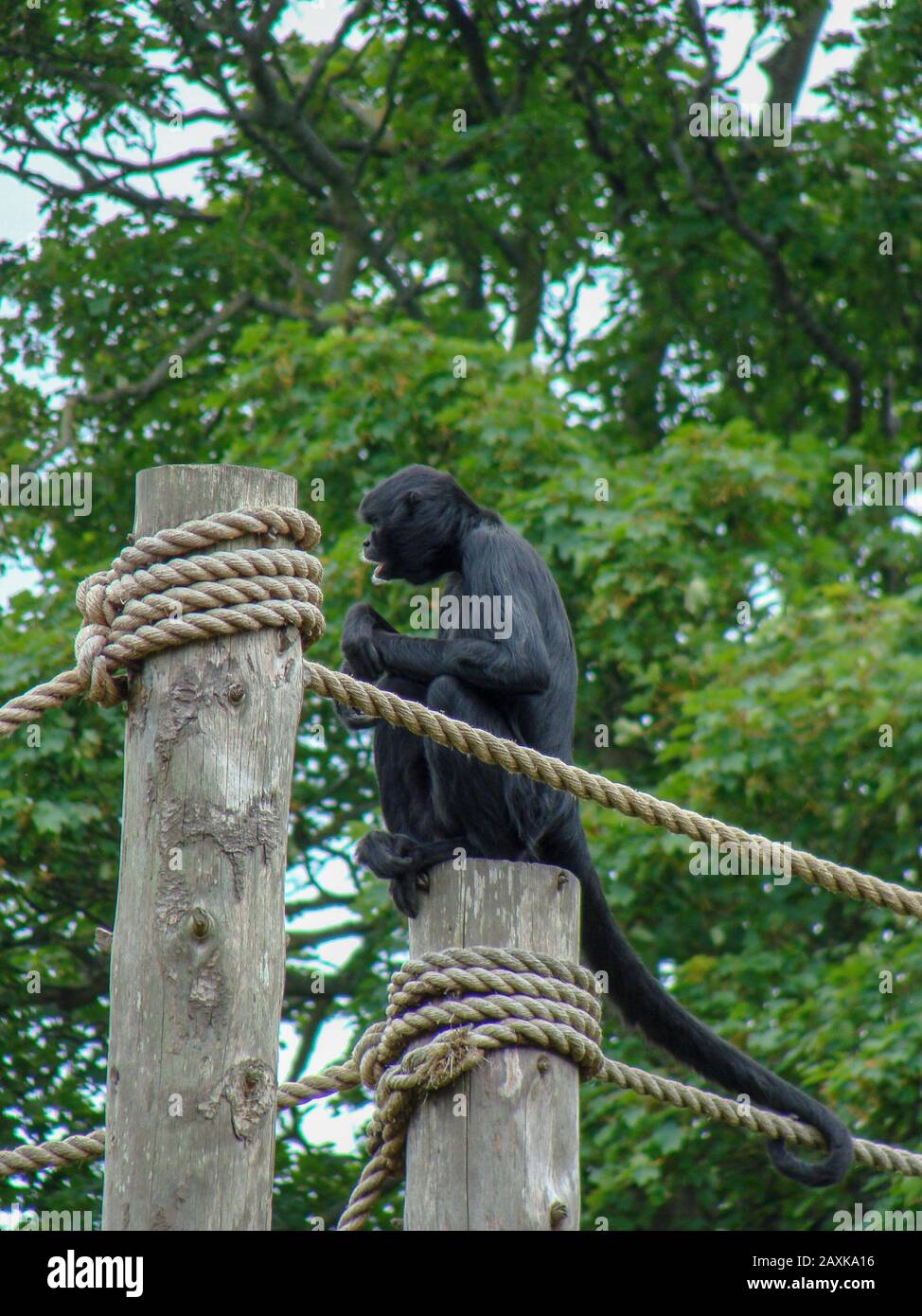 Picture of monkey hanging hi-res stock photography and images - Alamy