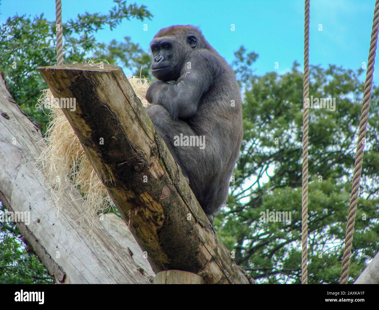 Monkey on pole hi-res stock photography and images - Alamy