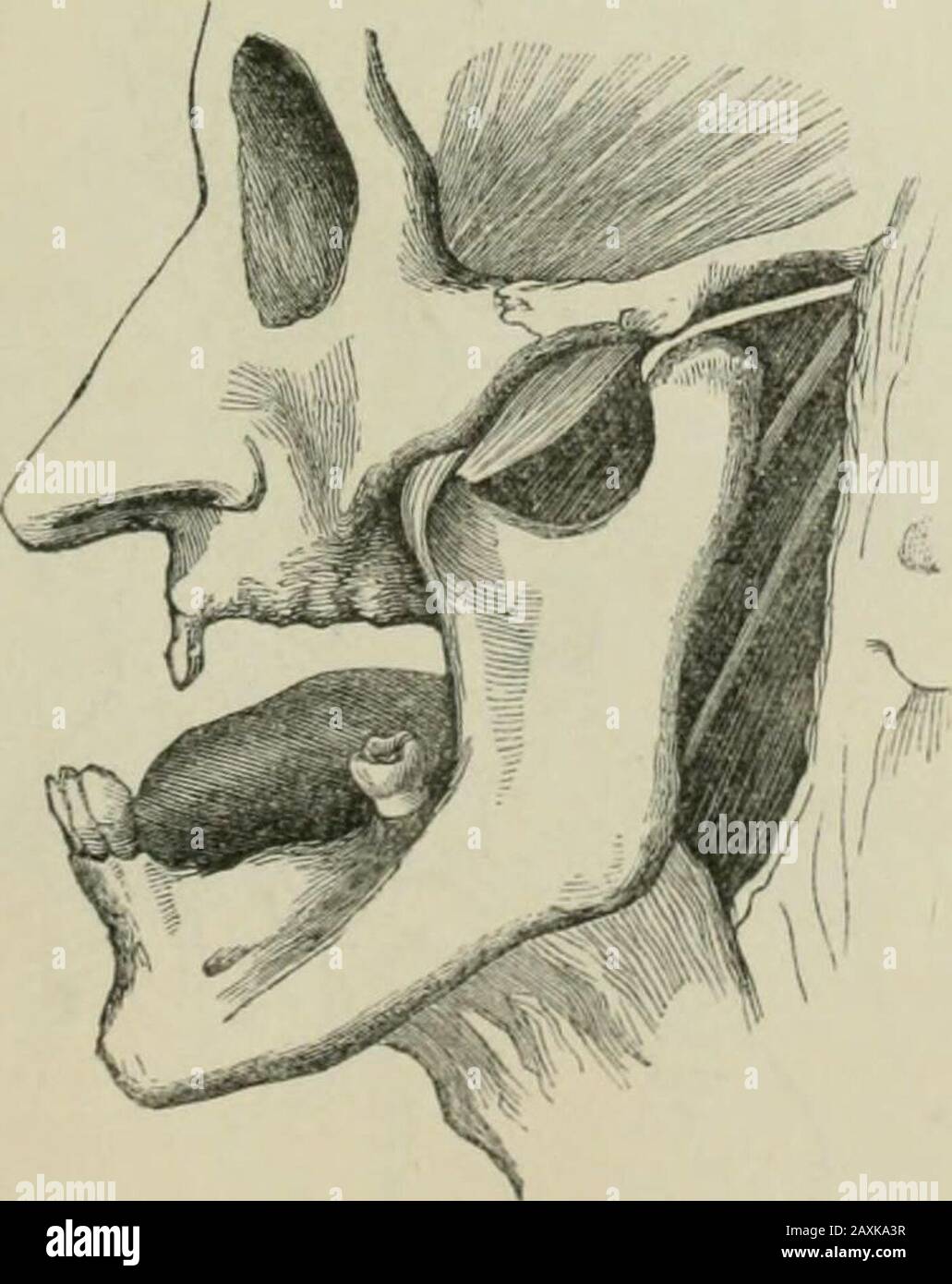 Malar Bone High Resolution Stock Photography and Images - Alamy