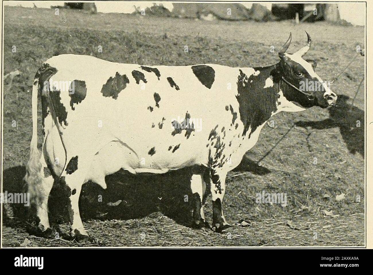 Molly bell hi-res stock photography and images - Alamy