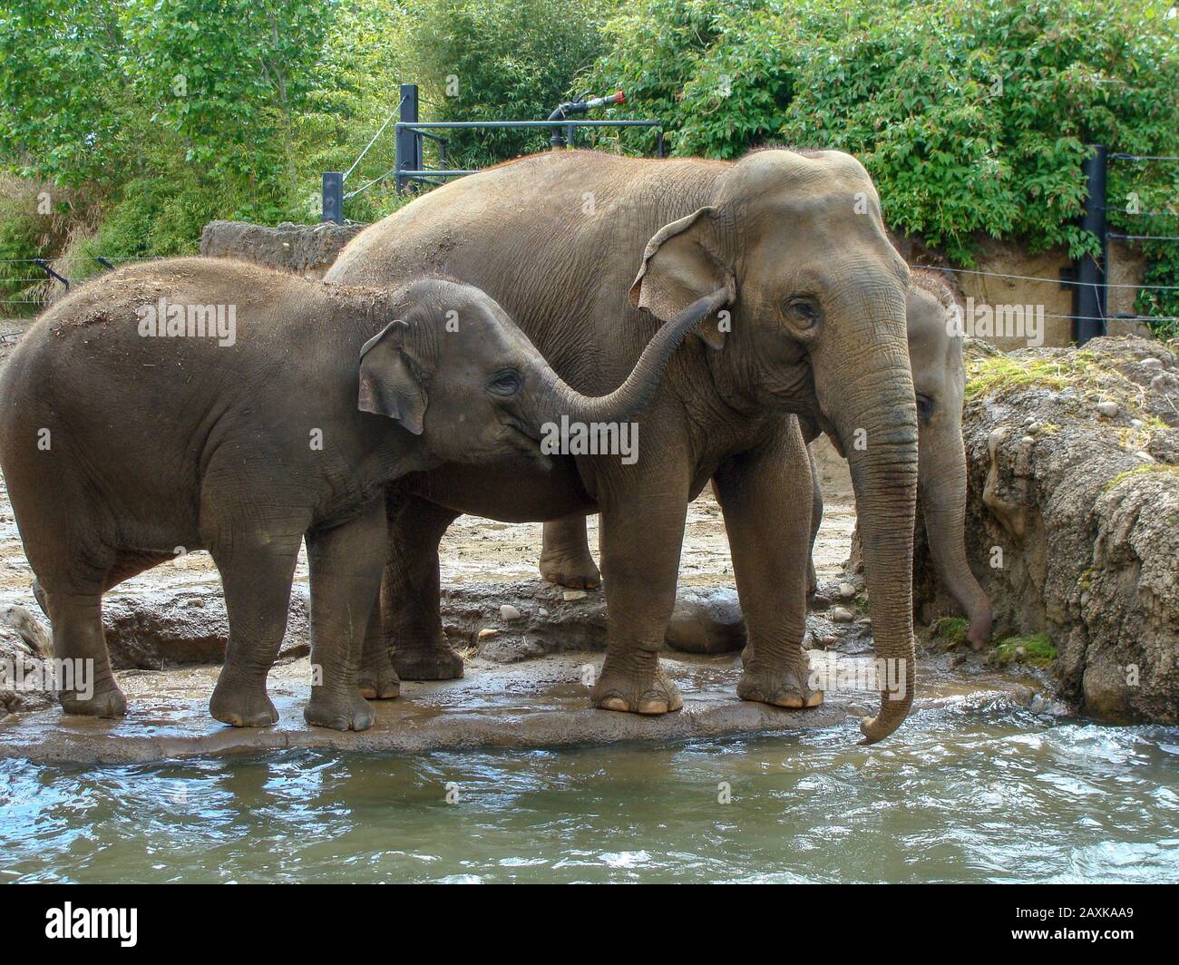picture with a happy elephant family, elephants playing on the water ...