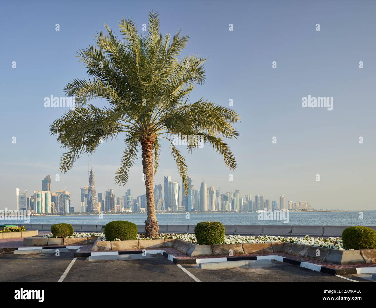 Palm trees at Corniche Promenade, West Bay, Doha, Qatar Stock Photo - Alamy