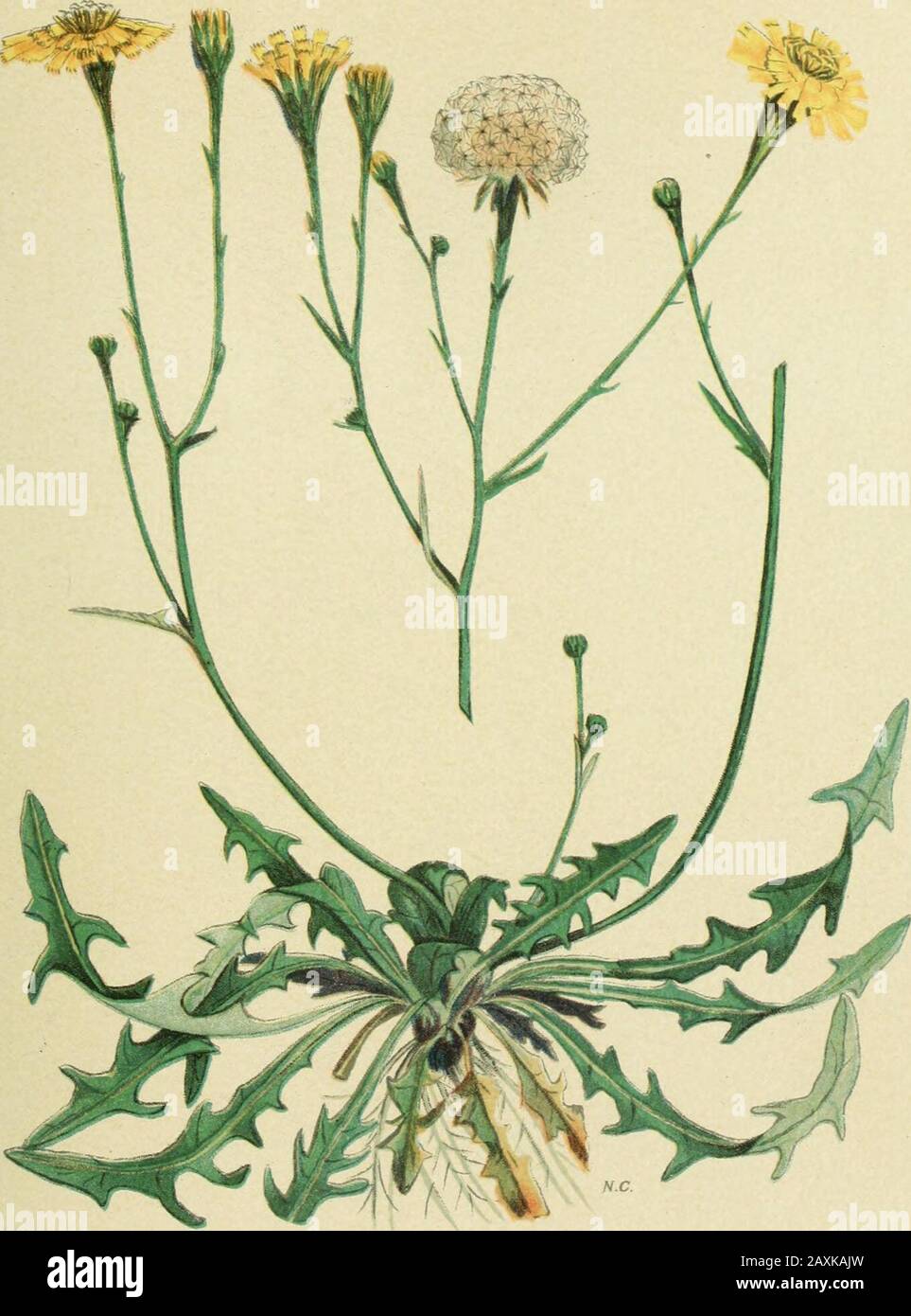 Deeply divided leaves hi-res stock photography and images - Alamy