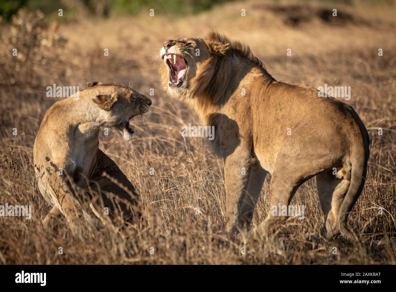 Lions bellow at each other after mating Stock Photo - Alamy