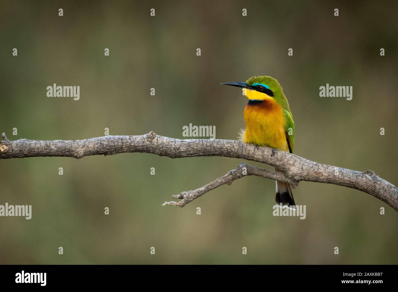 Little bee-eater perches on branch facing left Stock Photo - Alamy