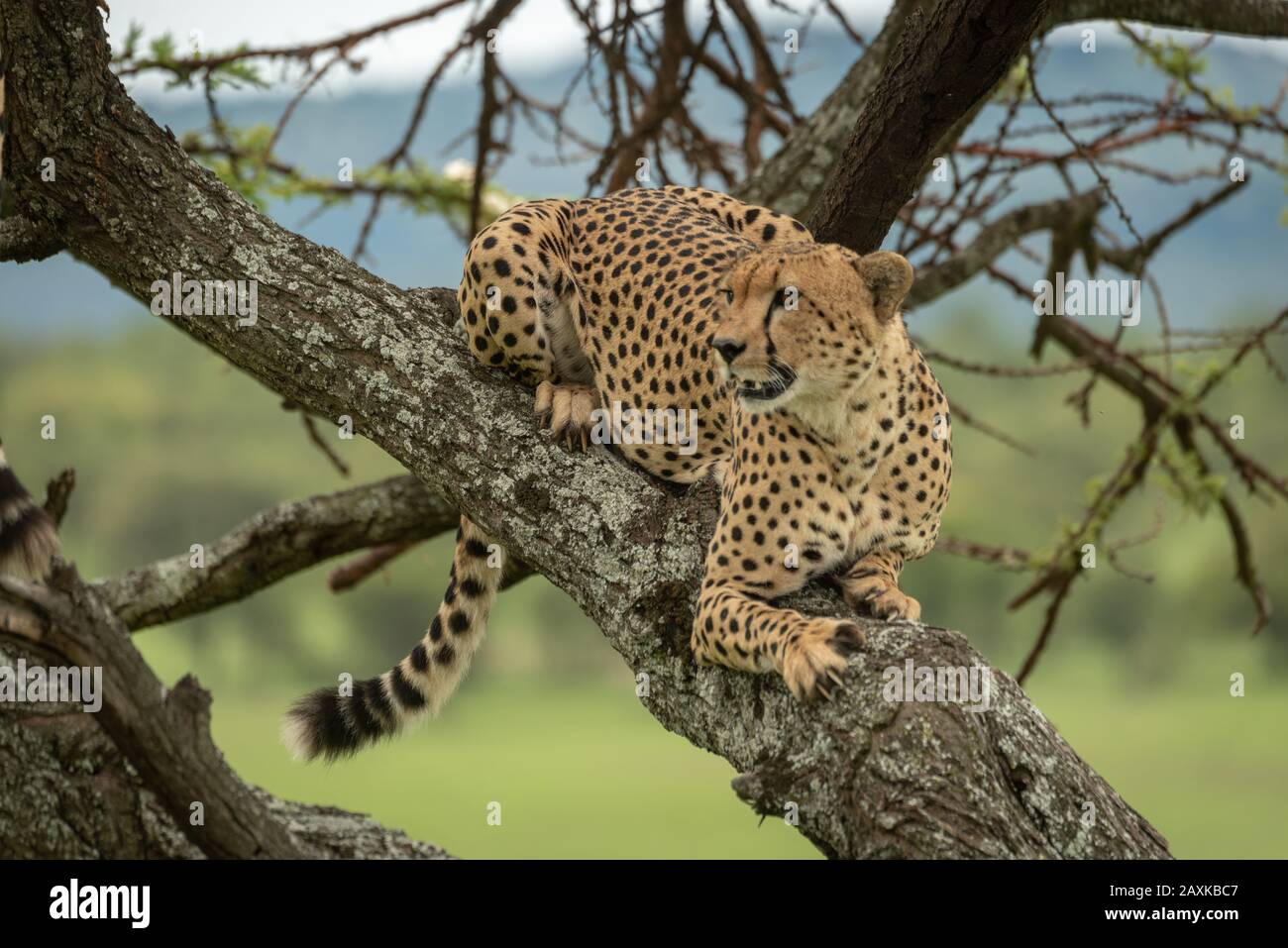 Male cheetah lies in tree looking left Stock Photo - Alamy