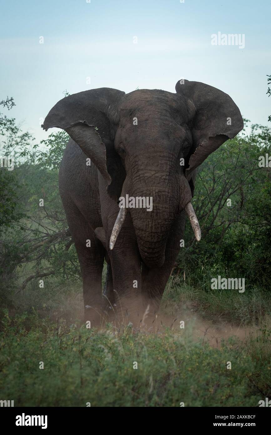 Why Do Elephants Flap Ears at Emerita Yamamoto blog