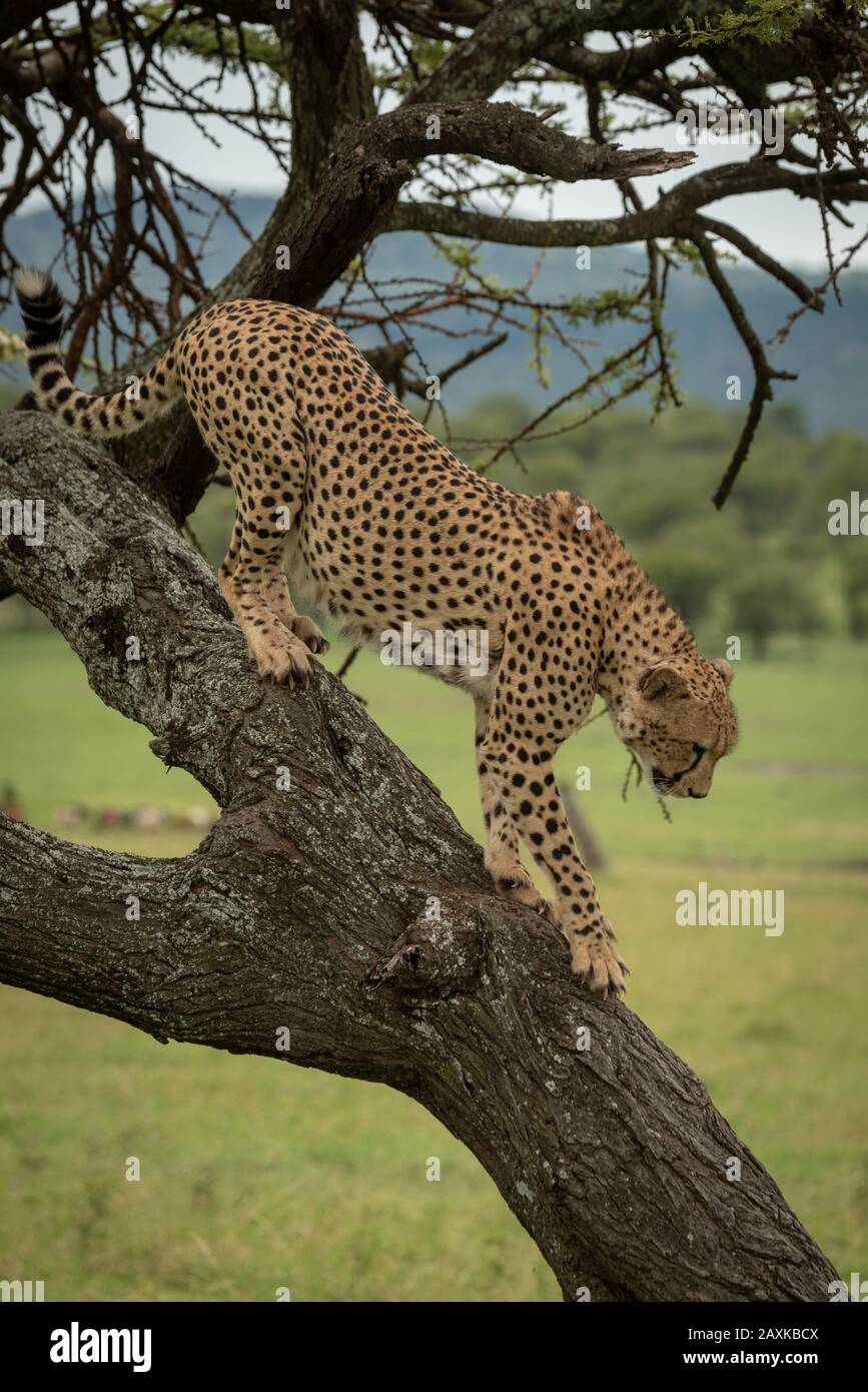 Male cheetah climbs down trunk of tree Stock Photo - Alamy