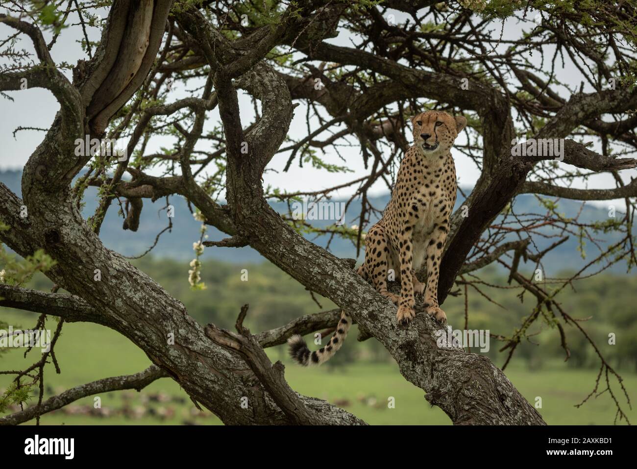 Male cheetah sits in acacia looking left Stock Photo - Alamy
