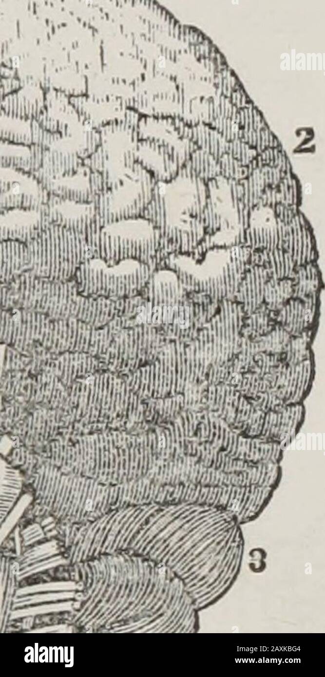 Human and comparative anatomy, physiology, and hygiene . Fig. r>2. Back ...