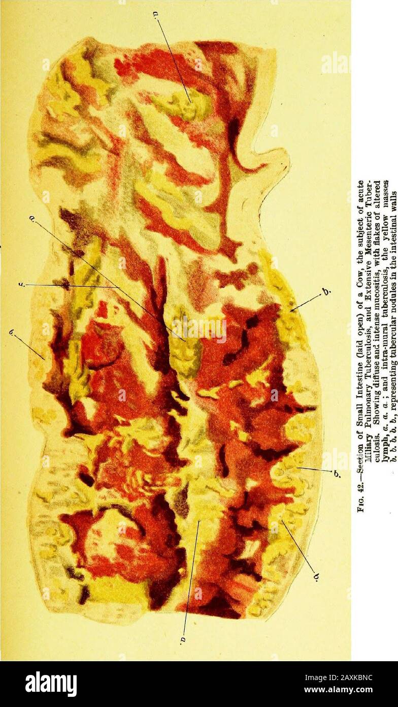 A practical guide to meat inspection . Fio. 46.—Ileo-coecal Valve of ...