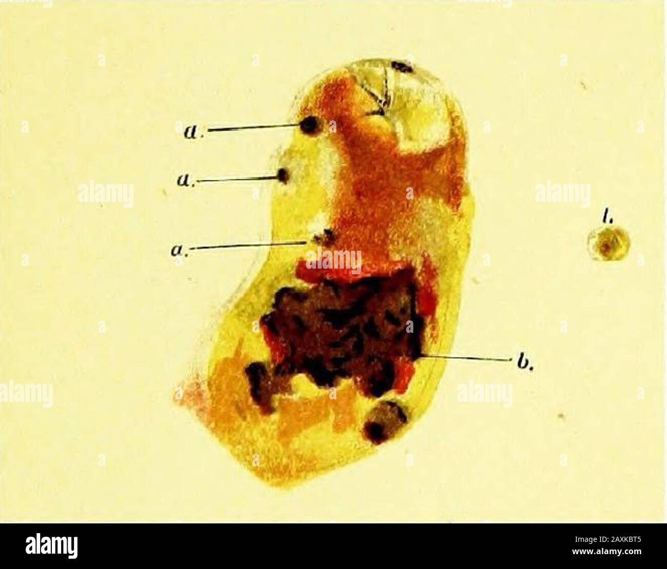 A practical guide to meat inspection . Flo. 41,—External surface of Ear ...