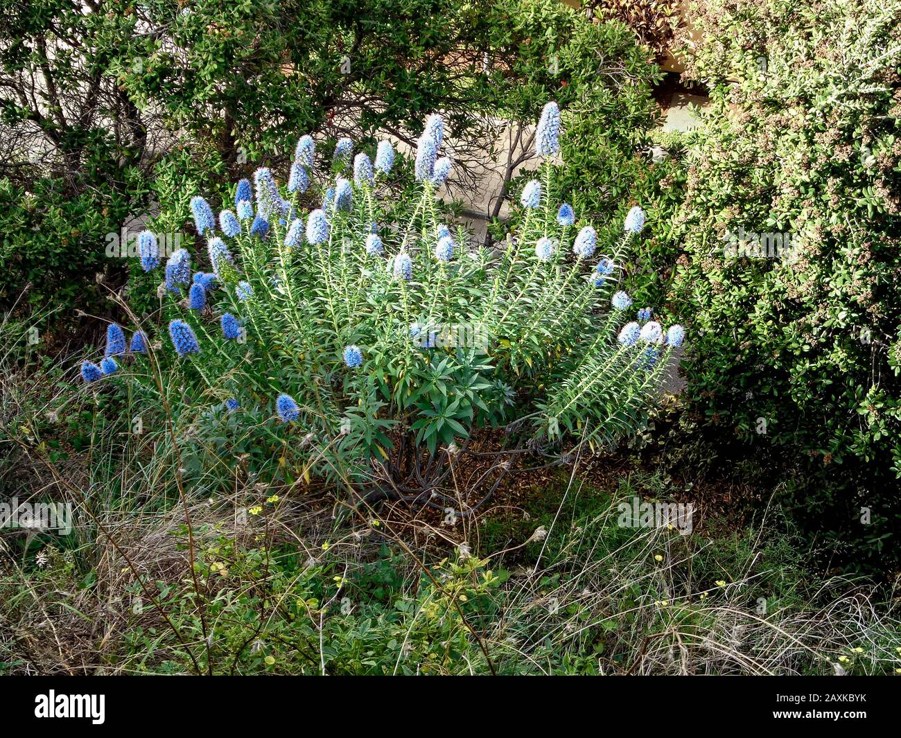 Pride of Madeira flowering bush in February, Funchal, Madeira, Portugal ...