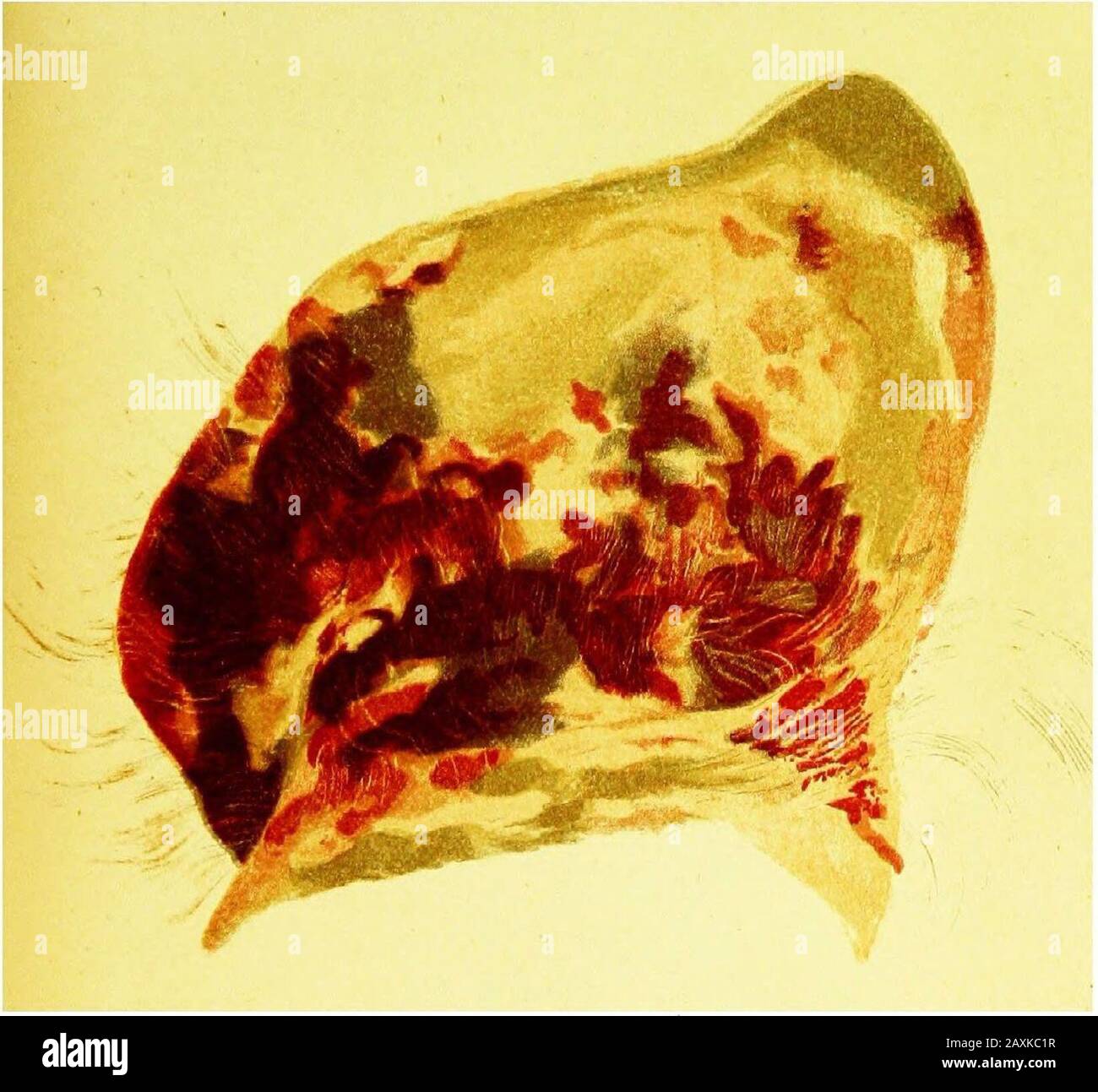 A practical guide to meat inspection . Flo. 41,—External surface of Ear ...