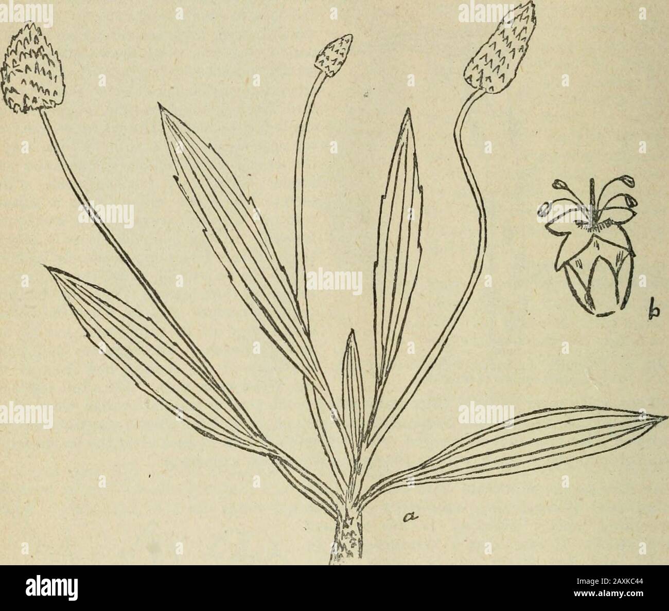 Rib grasses hi-res stock photography and images - Alamy