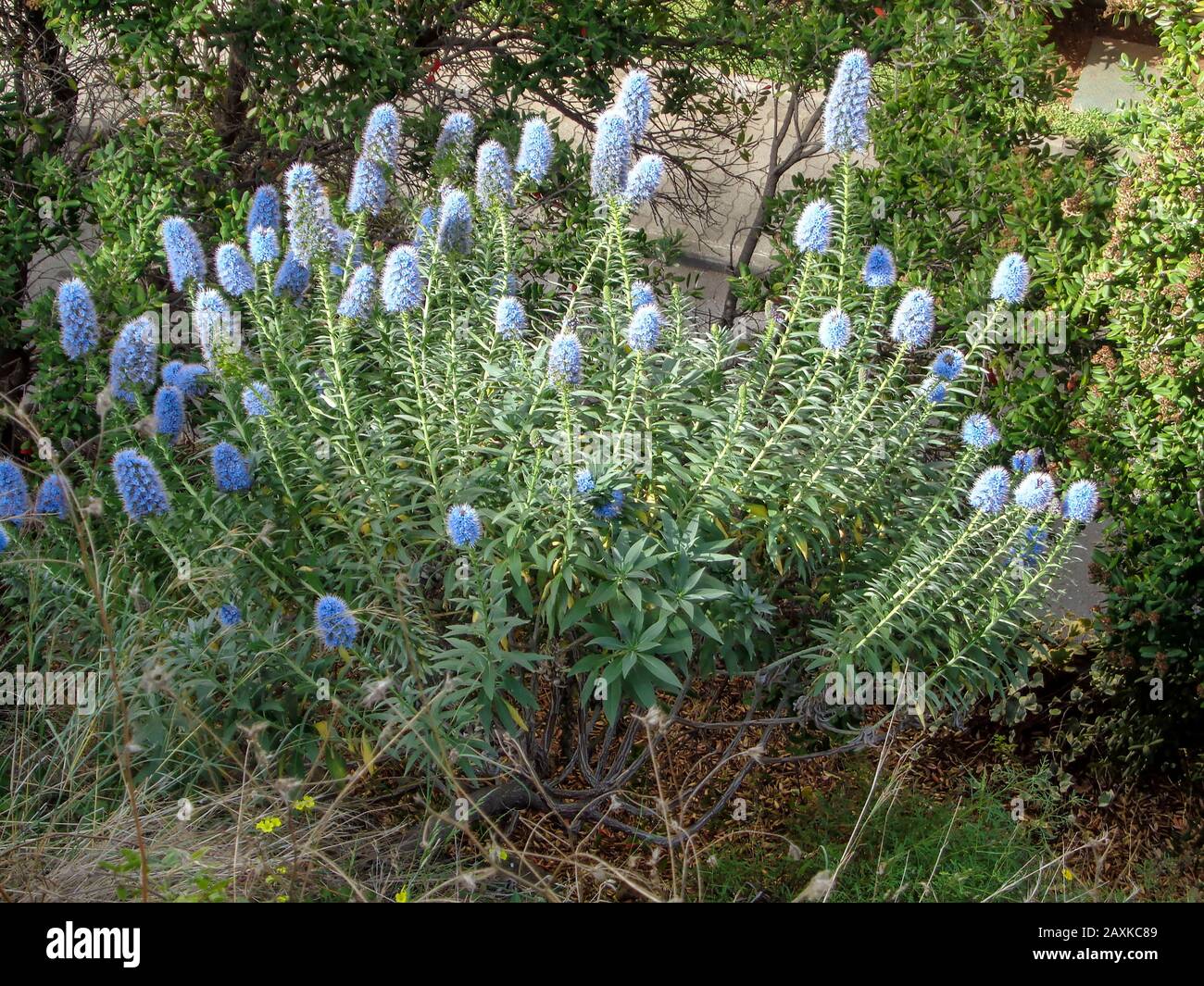 Pride of Madeira flowering bush in February, Funchal, Madeira, Portugal ...