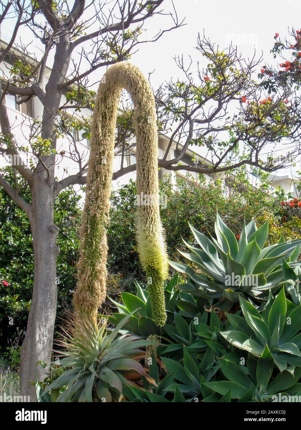 Natural flora in a garden setting on the island of Madeira in February ...