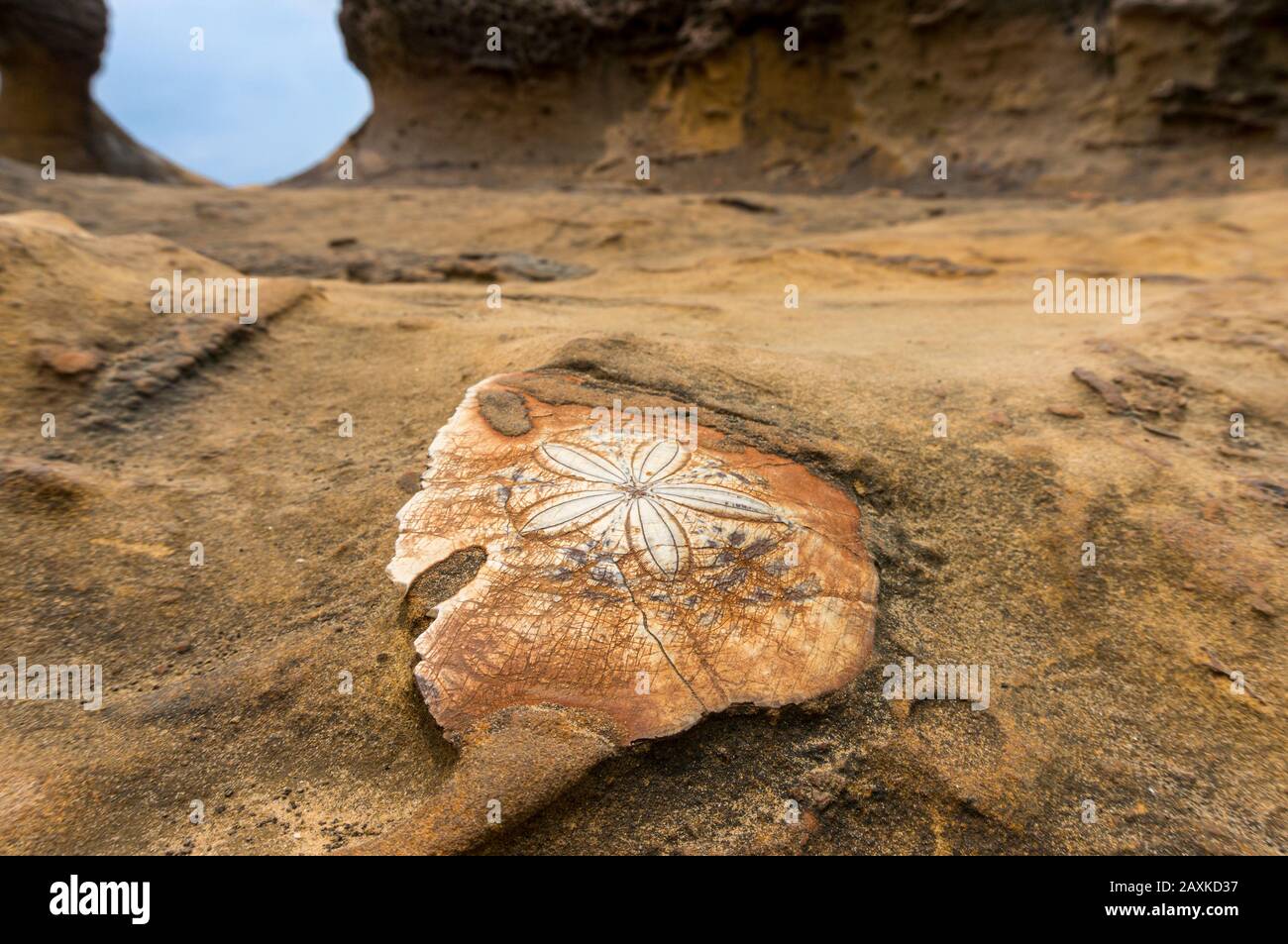 Ammonites in limestone hi-res stock photography and images - Alamy
