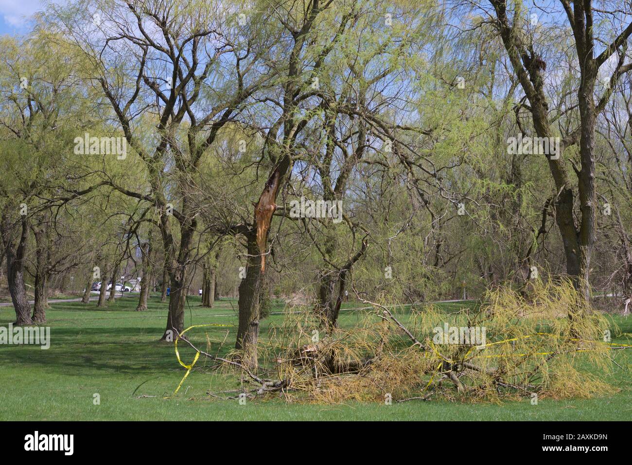 Cutting tree after storm hi-res stock photography and images - Alamy