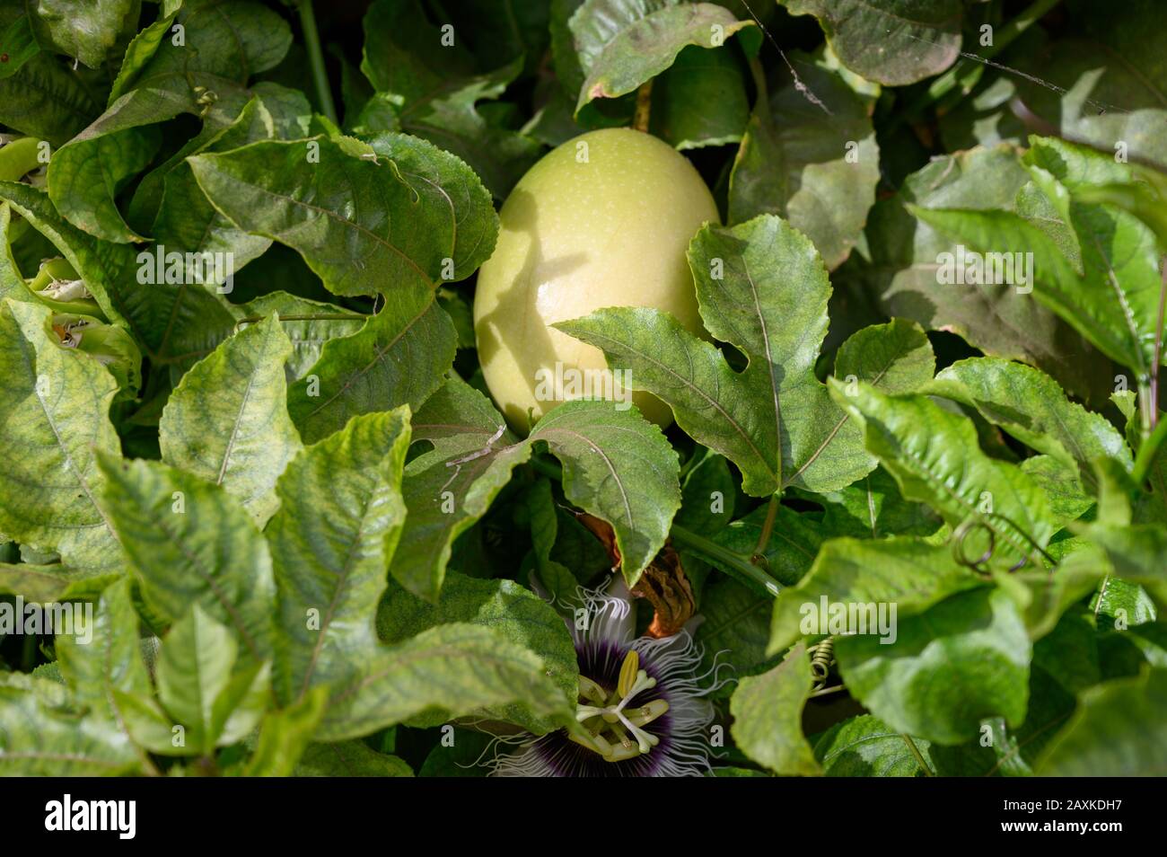 Passoin fruit growing on passiflora plant, ingredient for cocktails and ...