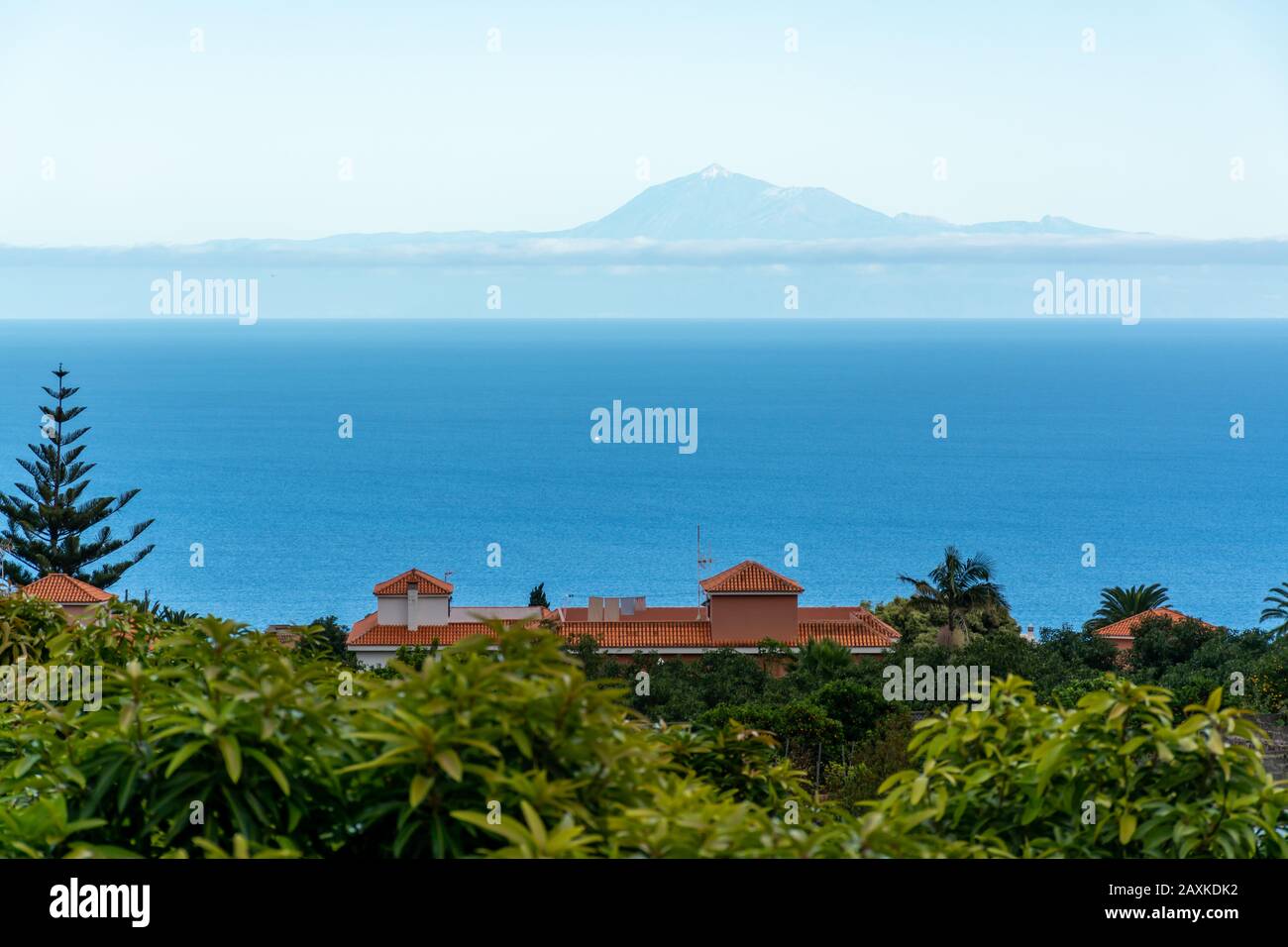 Eco farming on La Palma island, plantations with organic mango trees ...